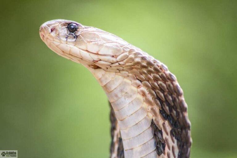 Wildlife and Birds at Bhagwan Mahaveer Wildlife Sanctuary, Goa