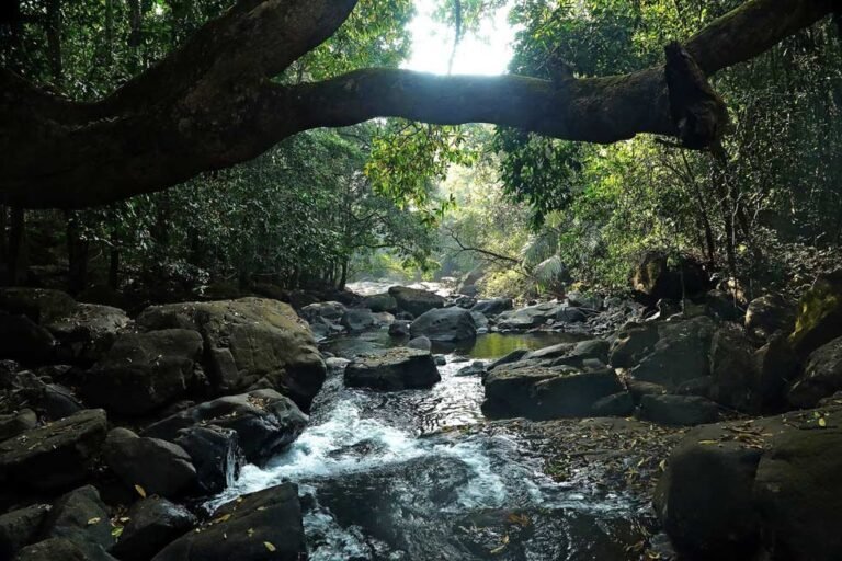 Wildlife and Birds at Bhagwan Mahaveer Wildlife Sanctuary, Goa